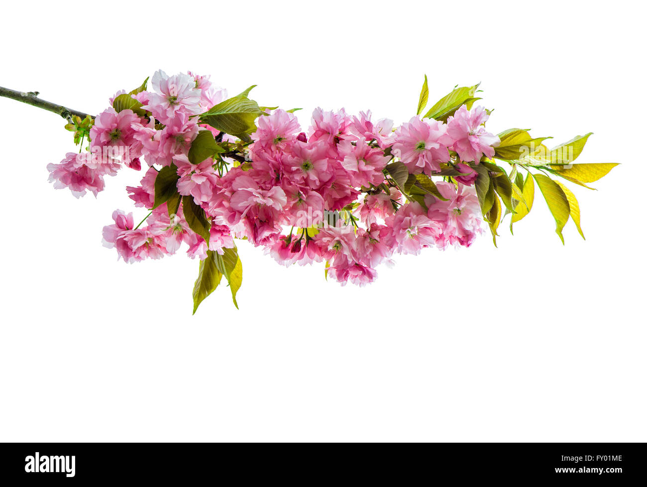 Hanami sakura Cut Out Stock Images & Pictures - Alamy