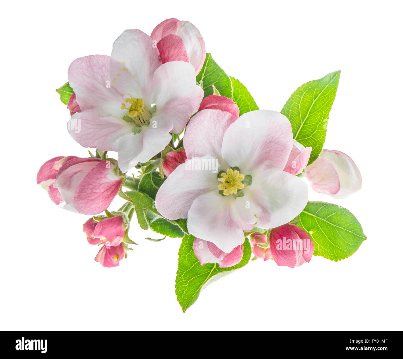 Orchard closeup Cut Out Stock Images & Pictures - Alamy