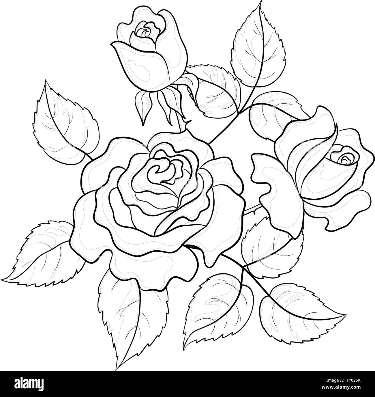 Flowers roses, contours Stock Vector Image & Art - Alamy