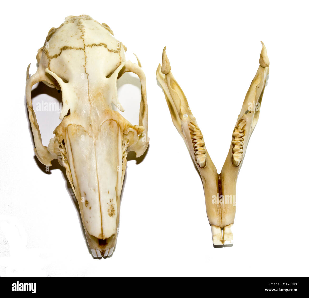 Rabbit skeleton Cut Out Stock Images & Pictures - Alamy