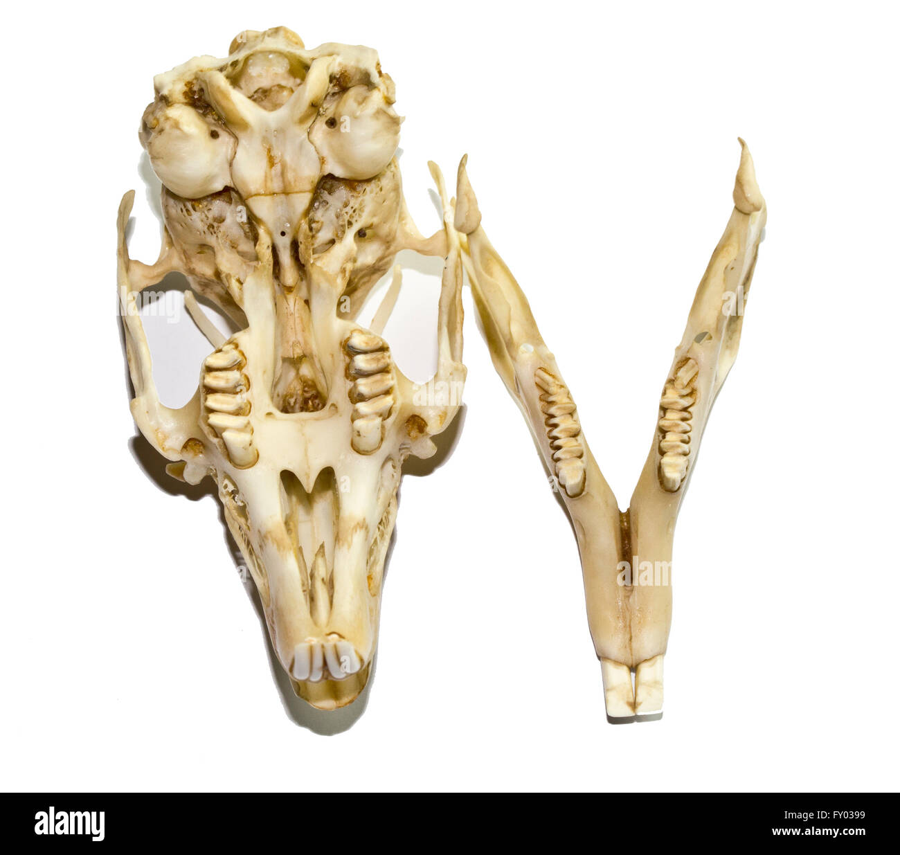 Skeleton rabbit Cut Out Stock Images & Pictures - Alamy