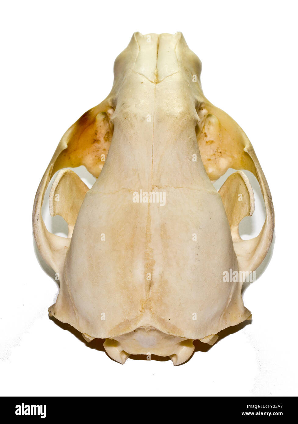Raccoon skull on white background Stock Photo - Alamy