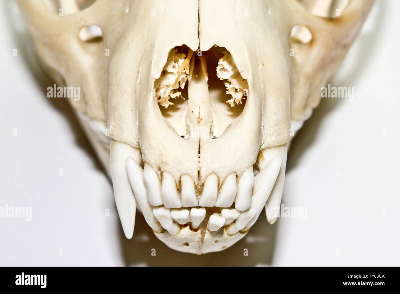 Raccoon skull on white background Stock Photo - Alamy
