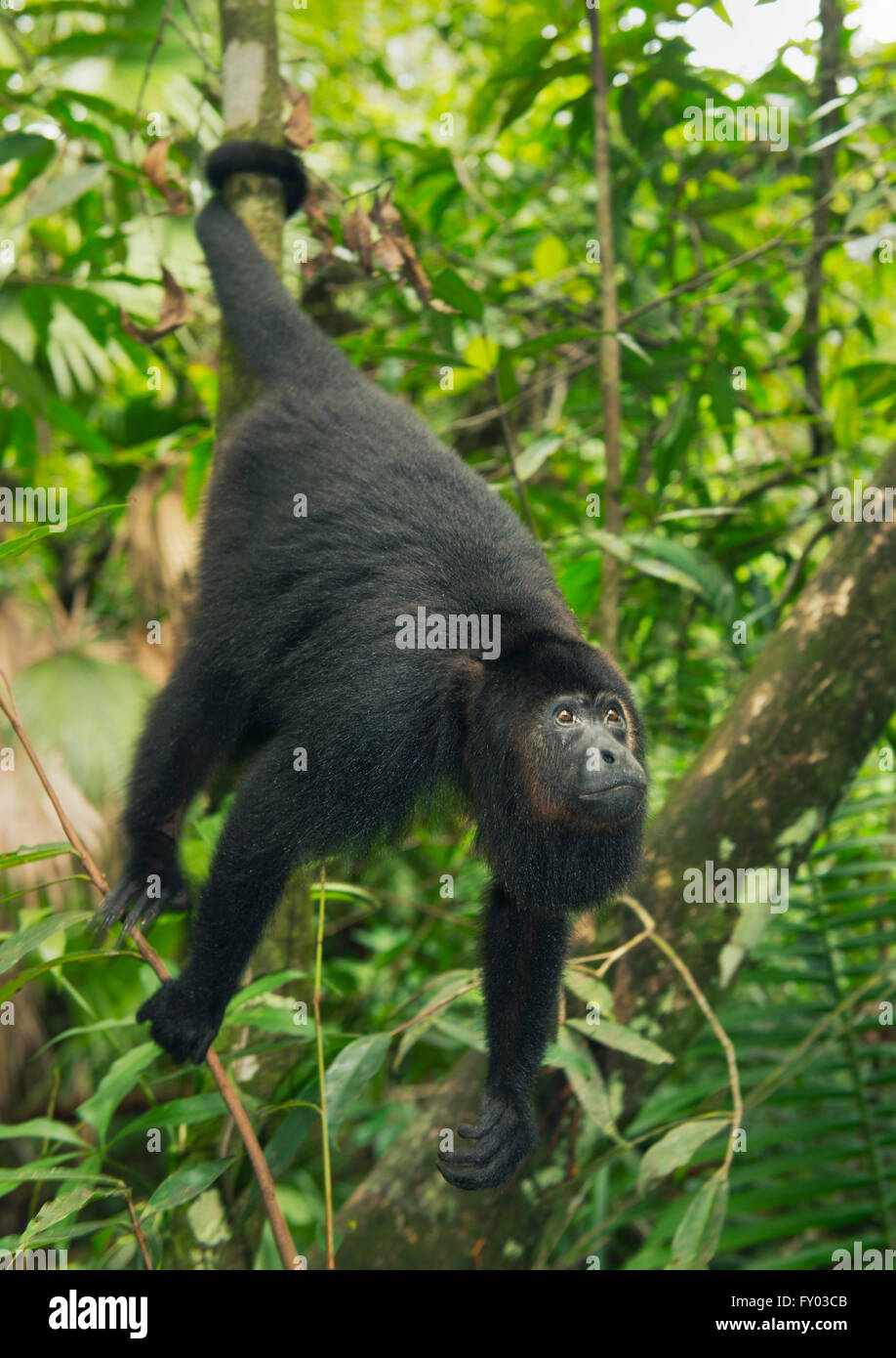 Monkey Alouatta Pigra Endangered High Resolution Stock Photography and ...