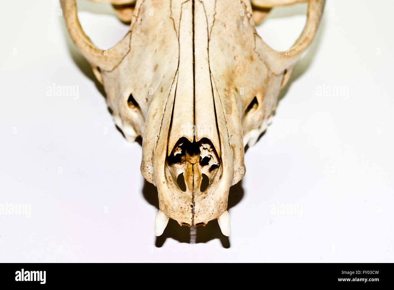Fox Skull on White Background Stock Photo - Alamy