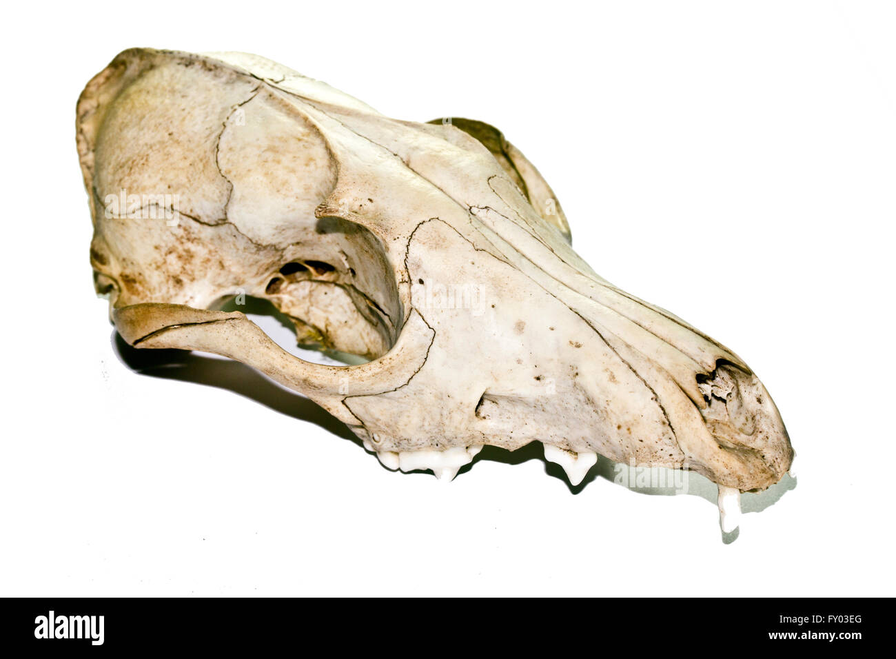 Fox Skull on White Background Stock Photo - Alamy