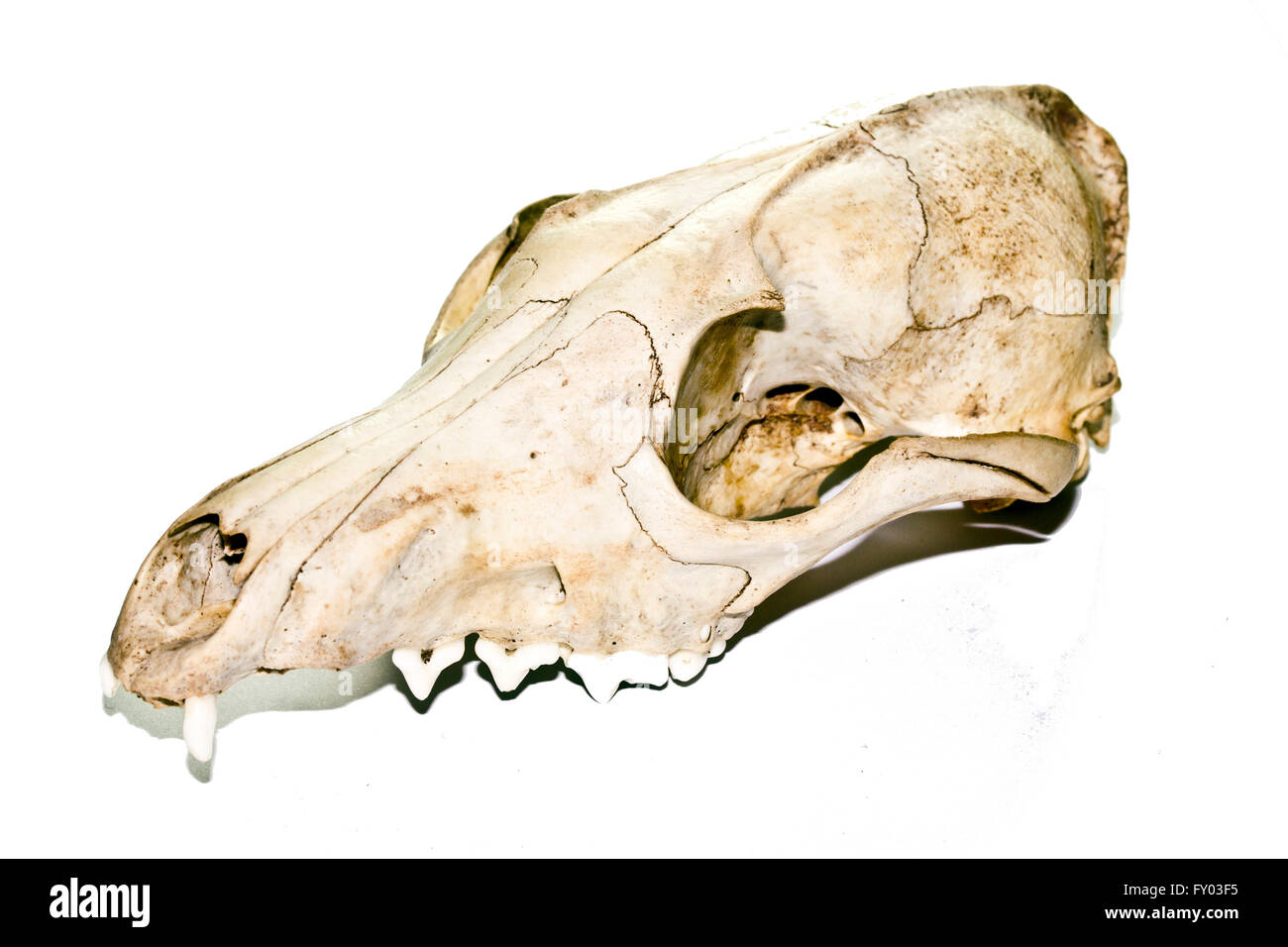 Fox Skull on White Background Stock Photo - Alamy
