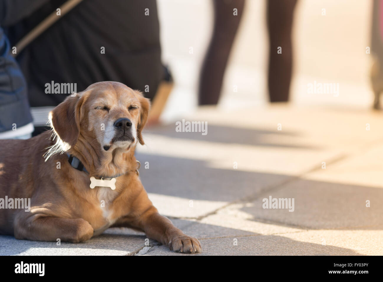 Tired dog sleeping outdoor, urban photo Stock Photo - Alamy