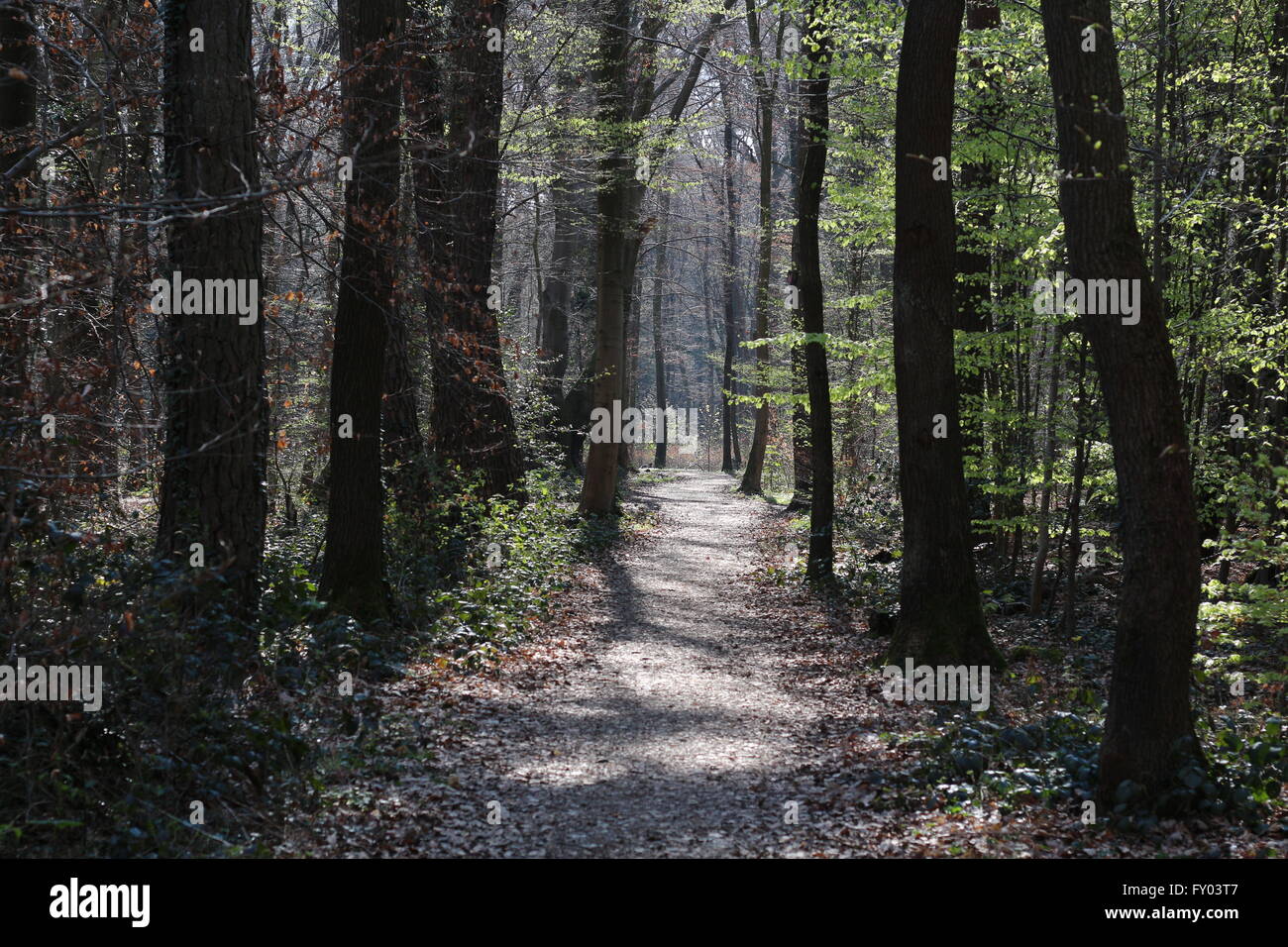 wood with young trees in the River Rhine country, Germany Stock Photo ...