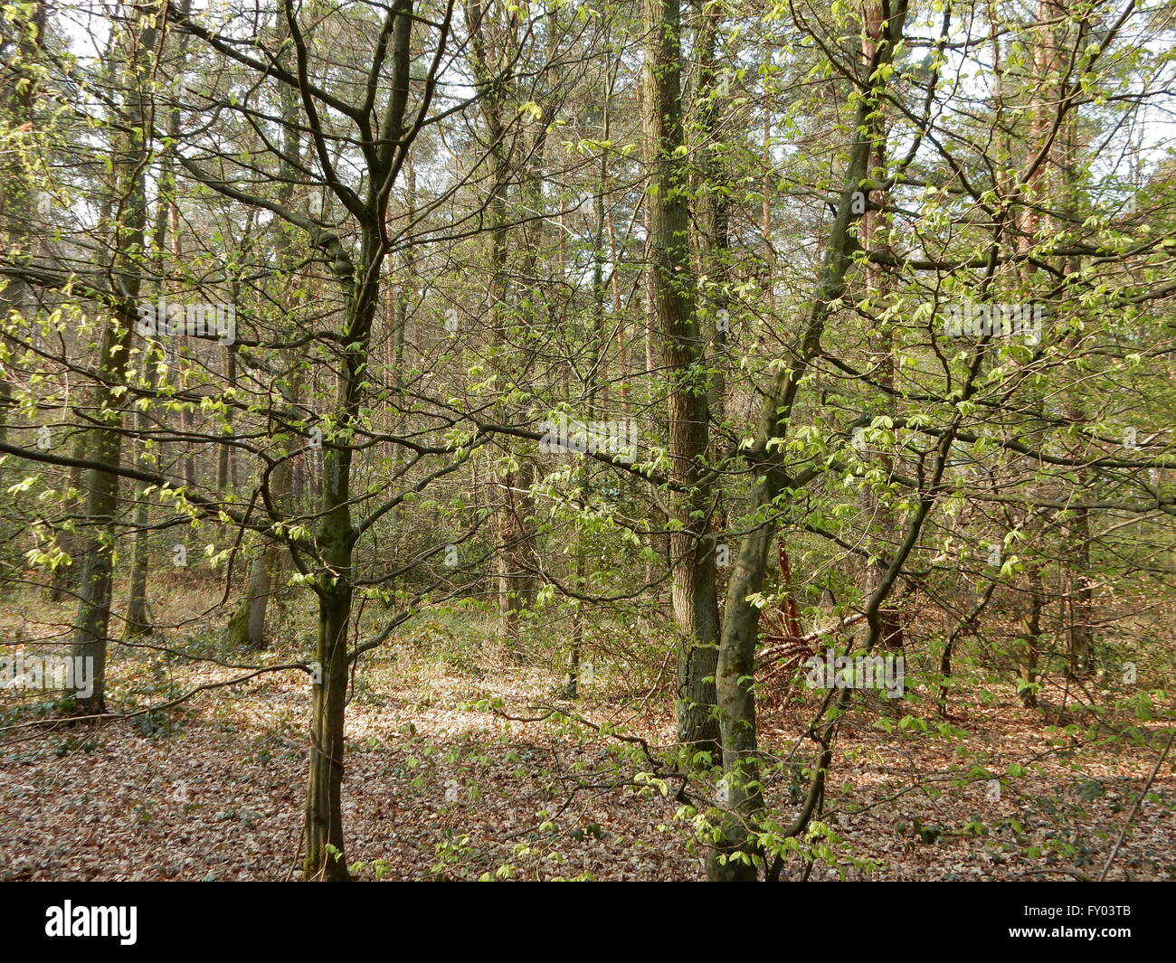 wood with young trees in the River Rhine country, Germany Stock Photo ...