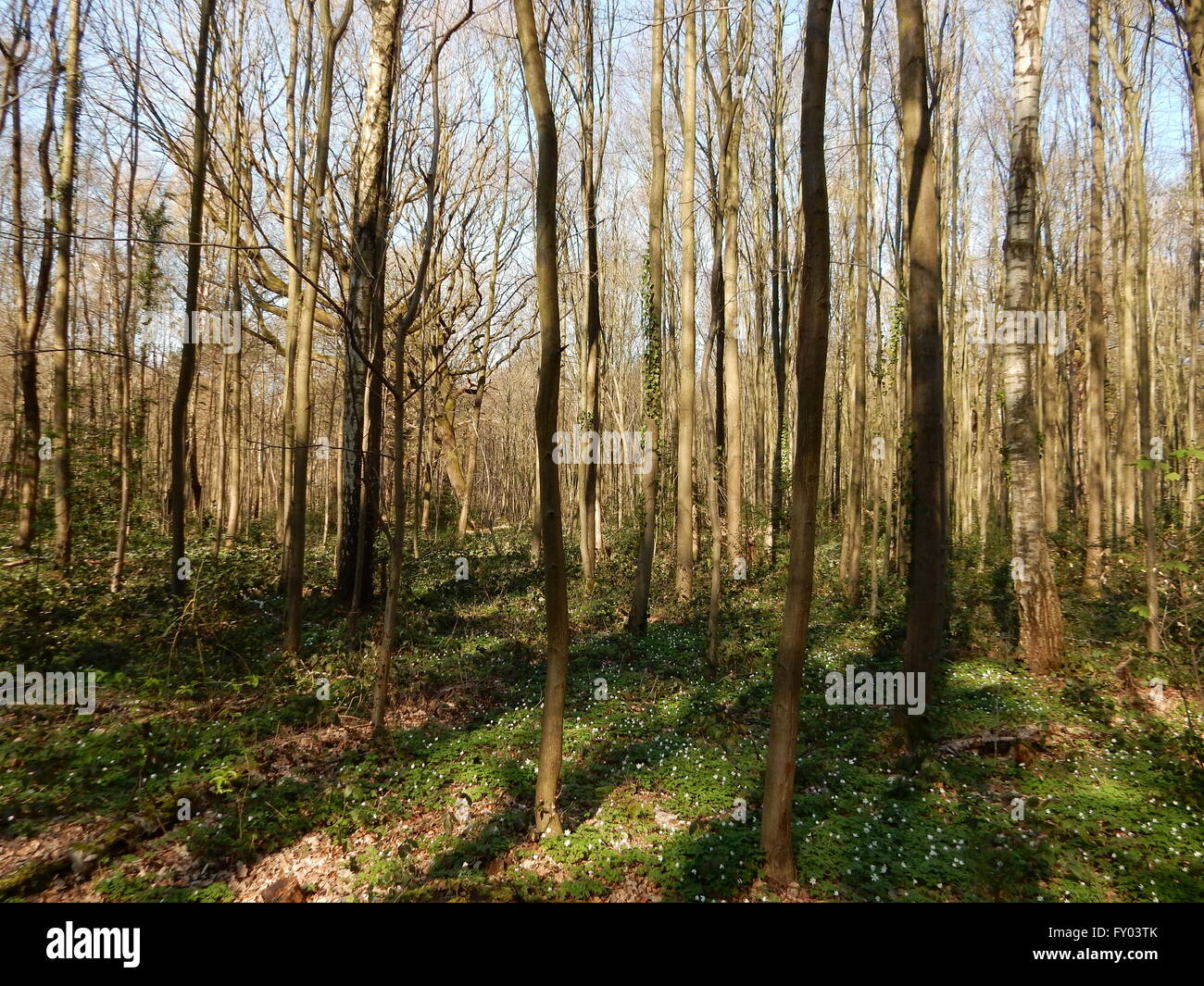 wood with young trees in the River Rhine country, Germany Stock Photo ...
