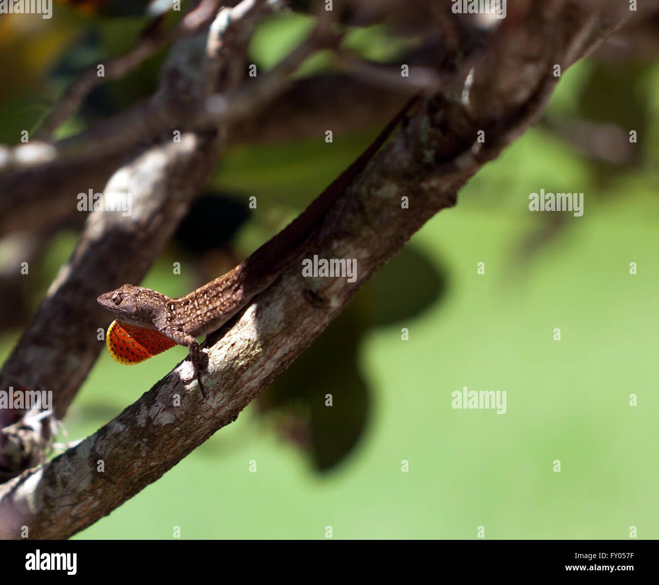 A Green Anole lizard (Anolis carolinensis), extending its "strawberry ...