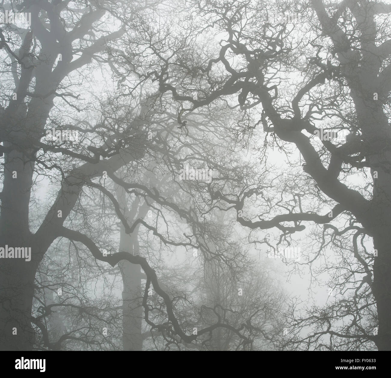 Misty oak tree branches in the fog Stock Photo - Alamy