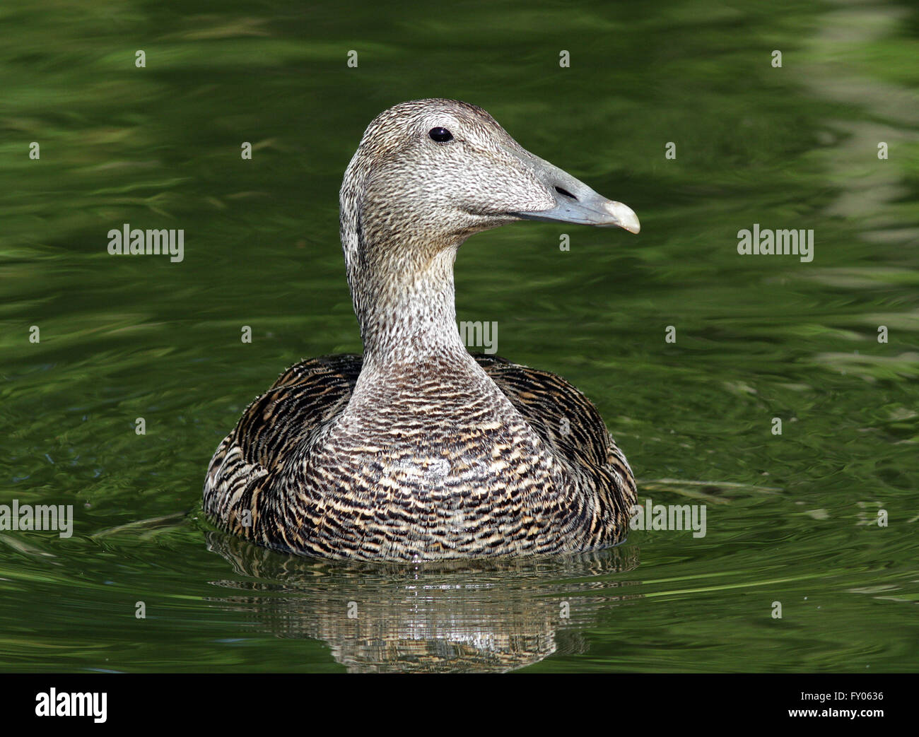 Common Eider female swimming under Alder trees Stock Photo - Alamy