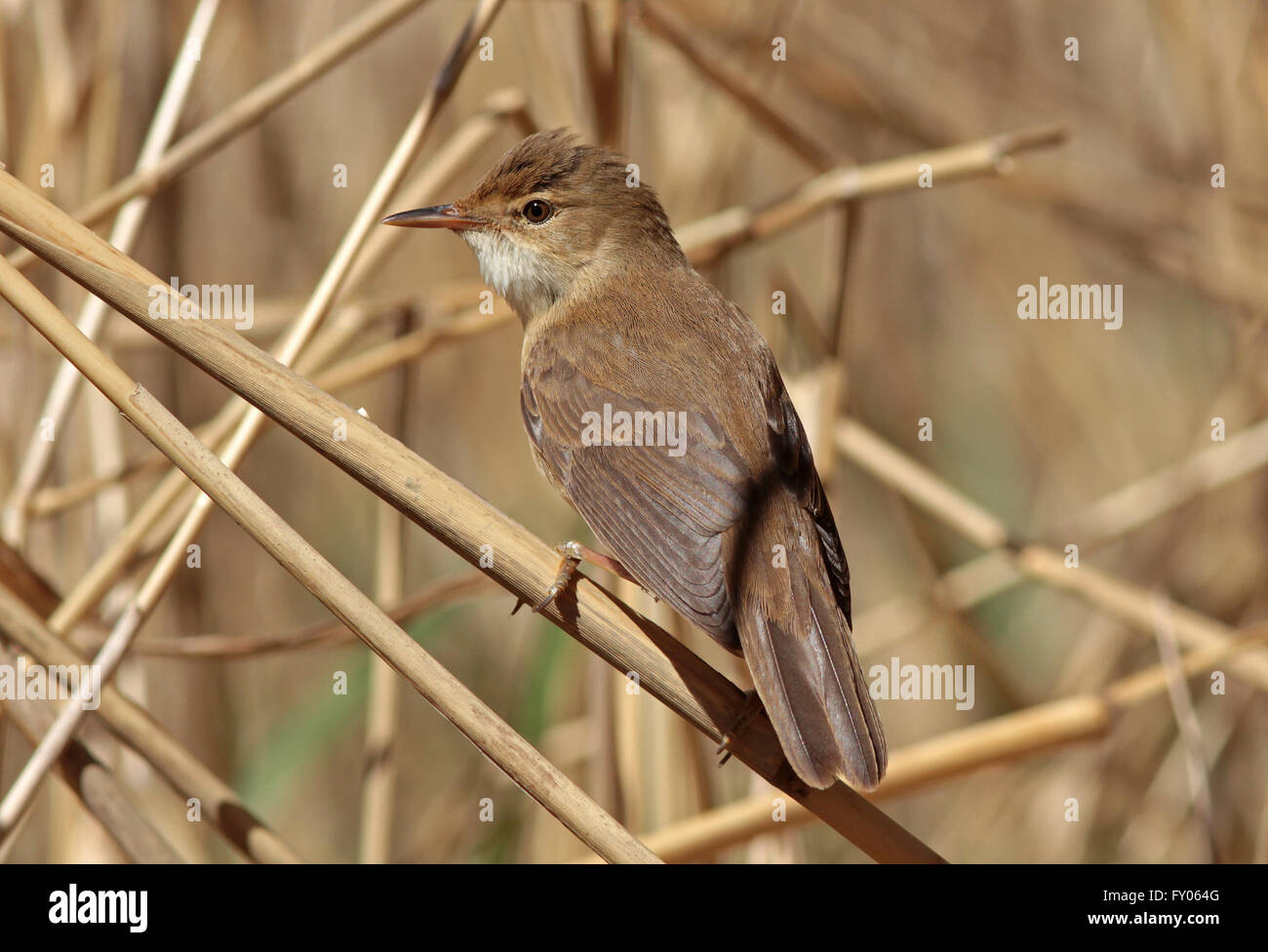 Eurasian reed warbler sitting in reeds, Acrocephalus scirpaceus Stock ...
