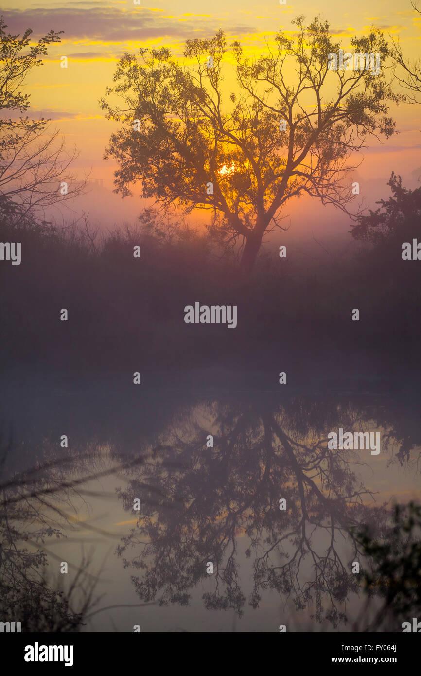Tree at sunset Stock Photo - Alamy