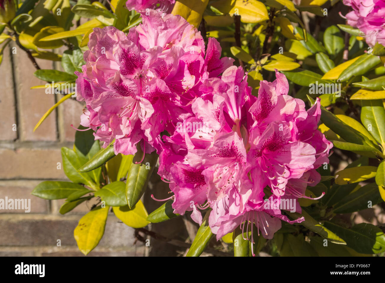 The beautiful pink flowers of the Rhododendron plant Stock Photo - Alamy