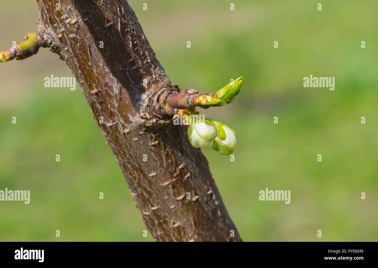Small young cherry tree hi-res stock photography and images - Alamy