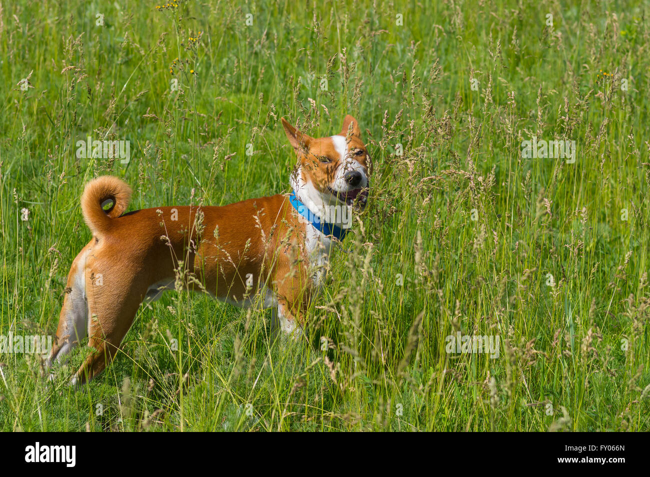 Happy basenji dog looking for some fun in wild spring herbs Stock Photo ...