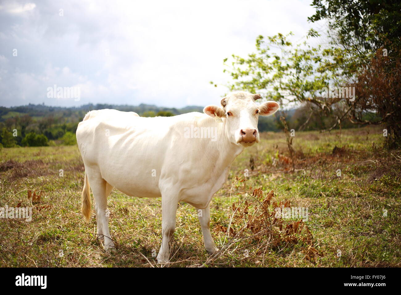 Albino cow hi-res stock photography and images - Alamy