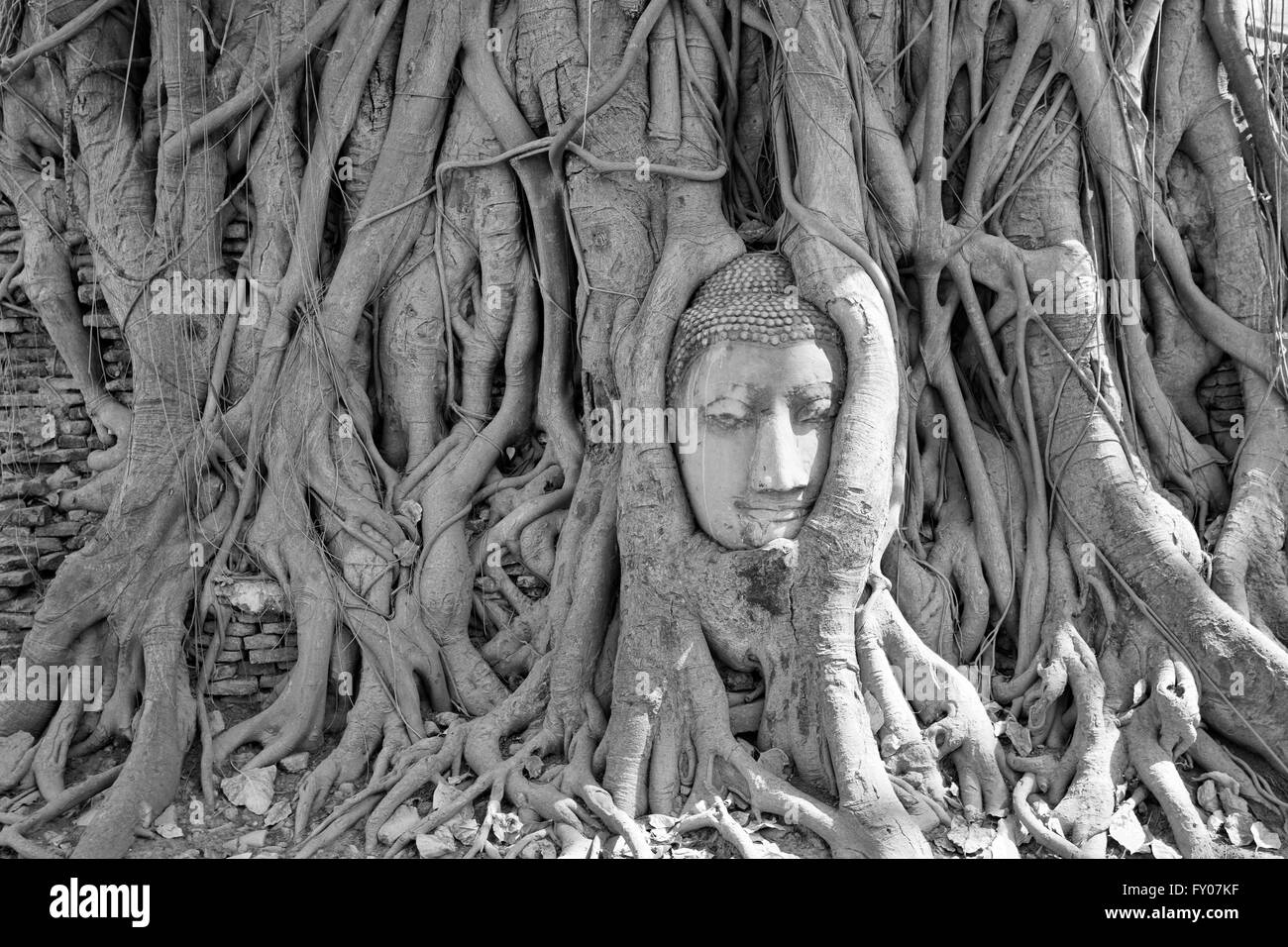 Buddha Head or face Roots, Ruins of Wat Mahathat, UNESCO World Heritage ...