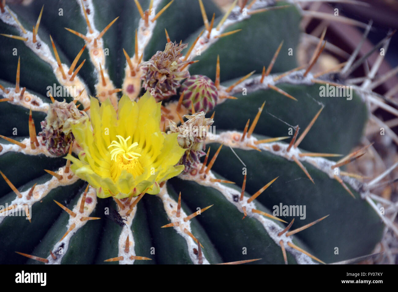 Close up of the Yellow Flower & Spines of the Ferocactus Schwarzii ...
