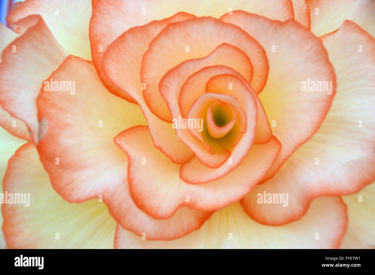 A Close up of the Peach Coloured Begonia (Ruby Young) on Display at the ...