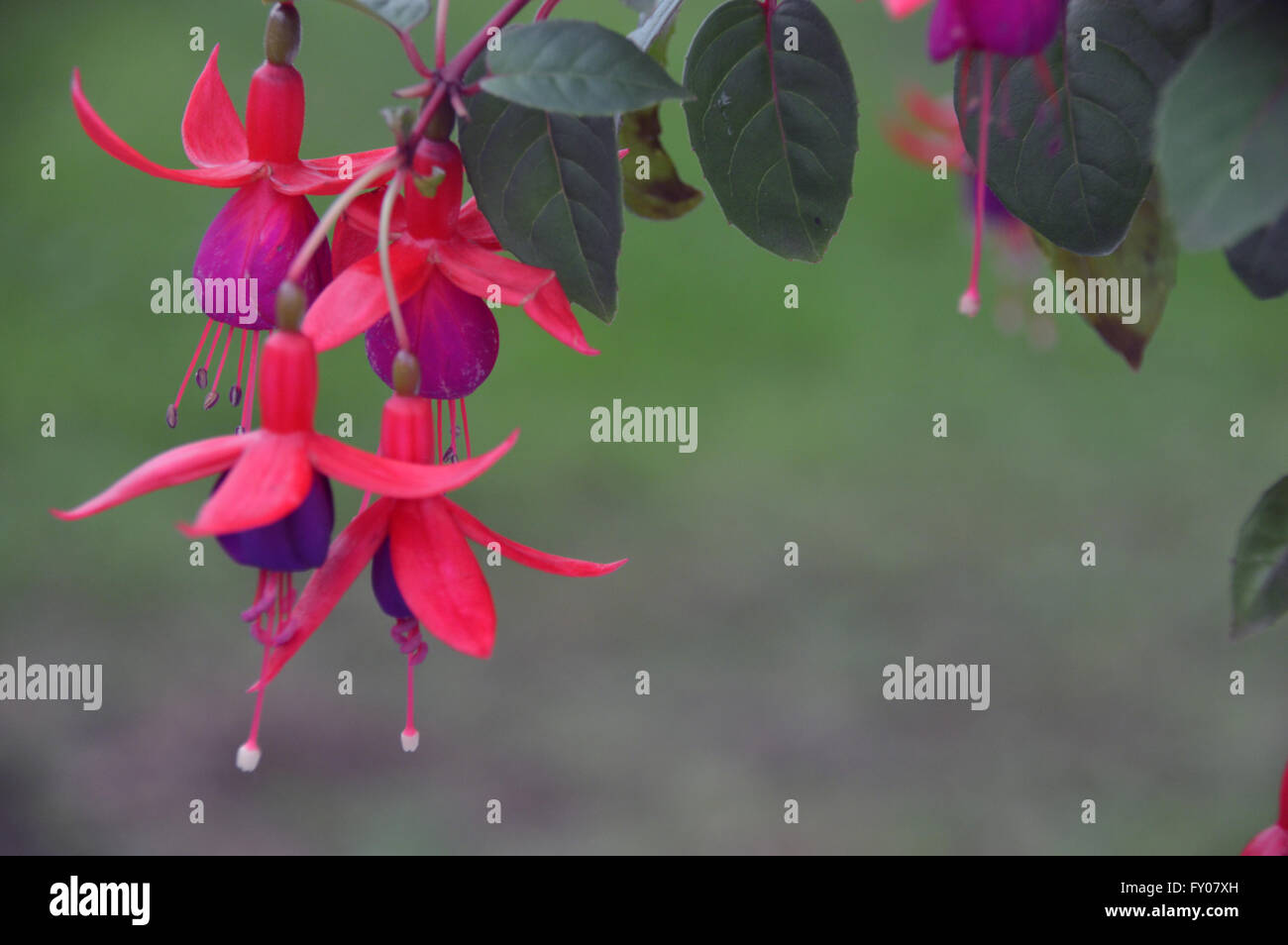 Fuchsias on display hi-res stock photography and images - Alamy