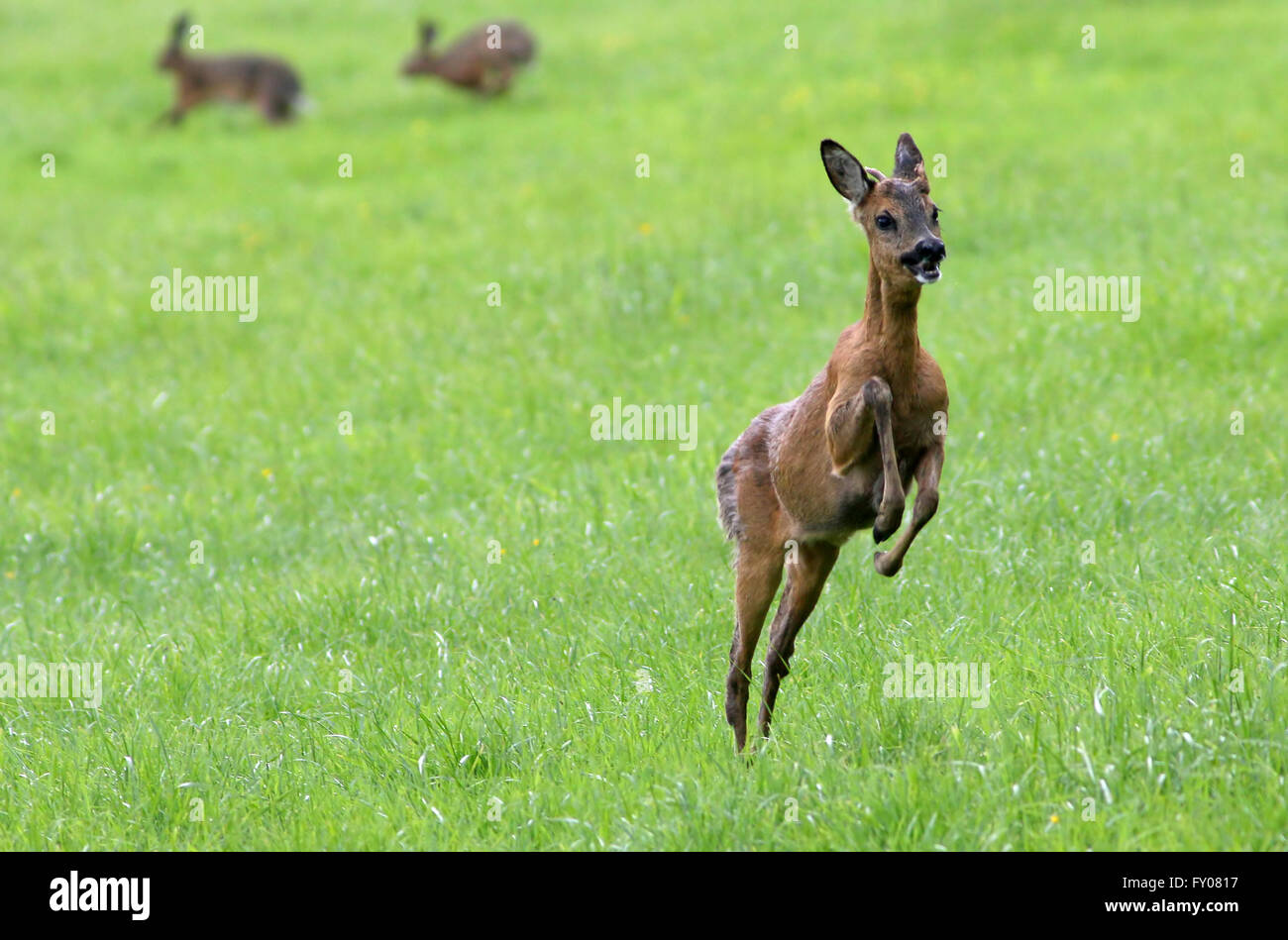 Running deer hi-res stock photography and images - Alamy