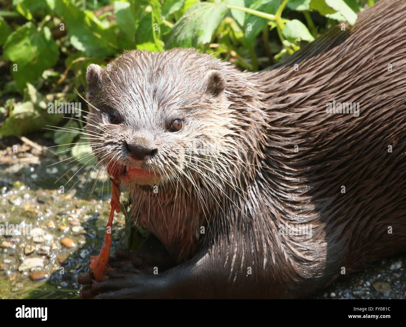 Gore fish hi-res stock photography and images - Alamy
