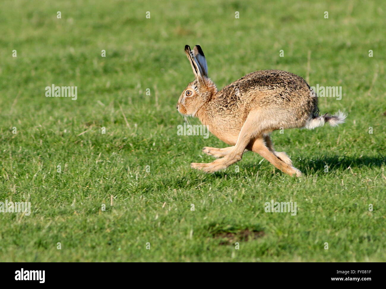 Fast running Male European brown Hare (Lepus europaeus) in a meadow ...