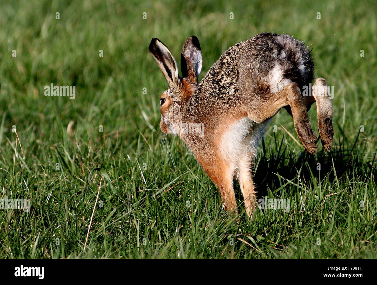 Hare running fast hi-res stock photography and images - Alamy