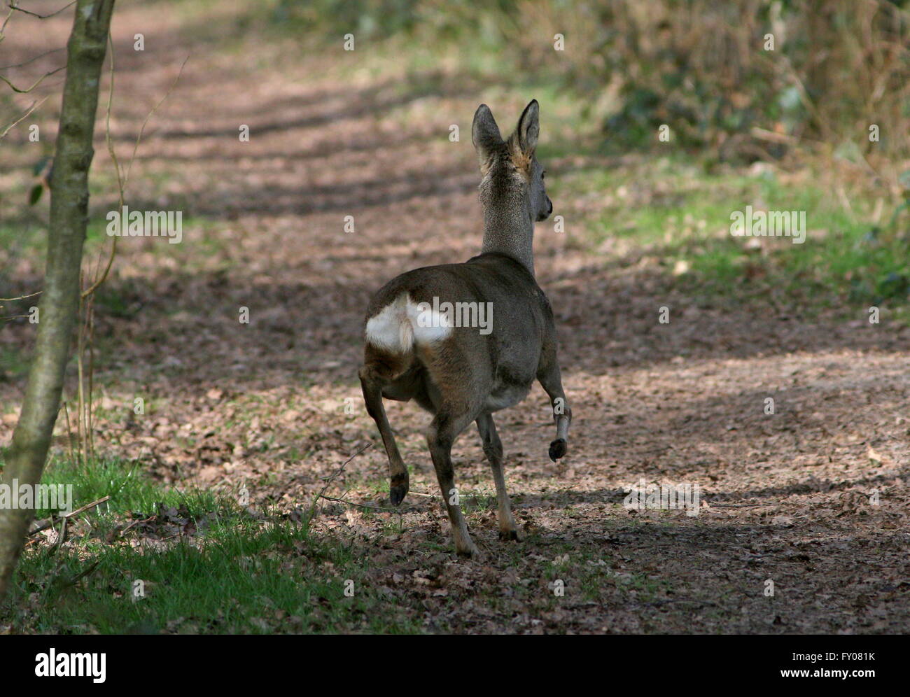 Female Roe Deer (Capreolus capreolus) fleeing in a forest, seen from ...
