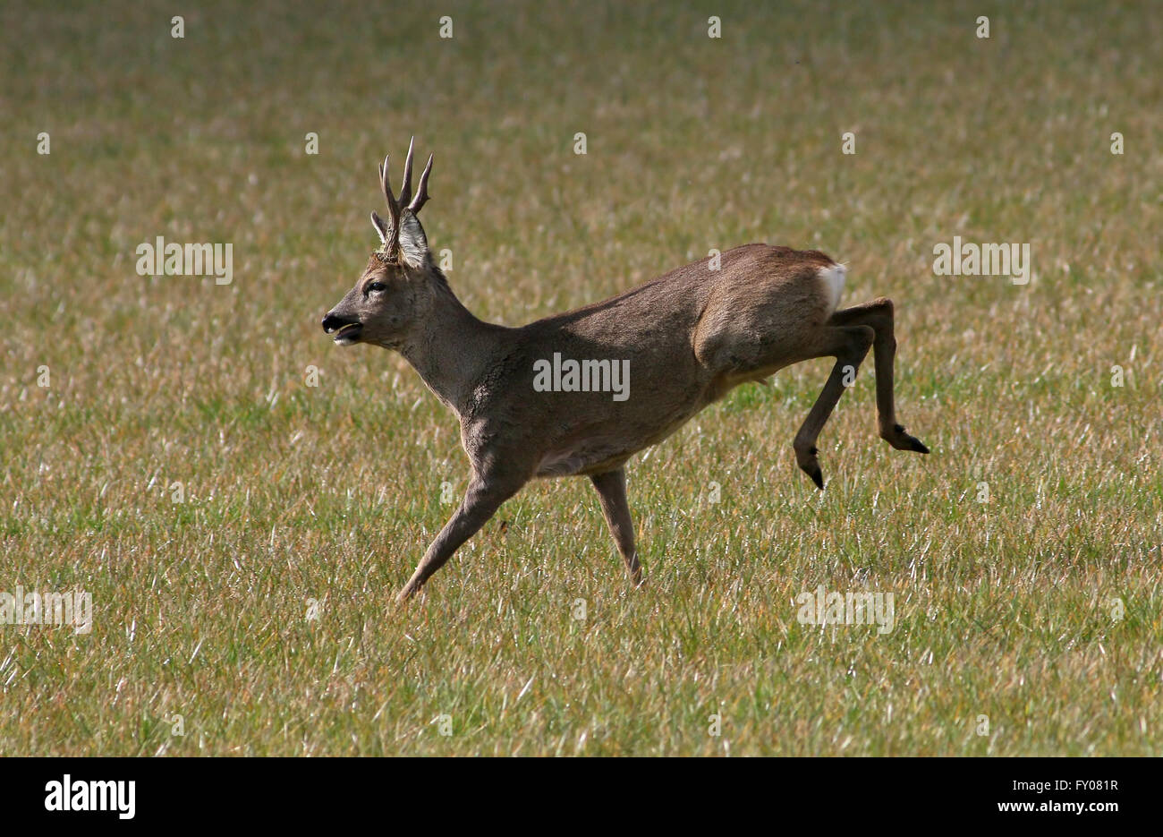 Stag leap hi-res stock photography and images - Alamy