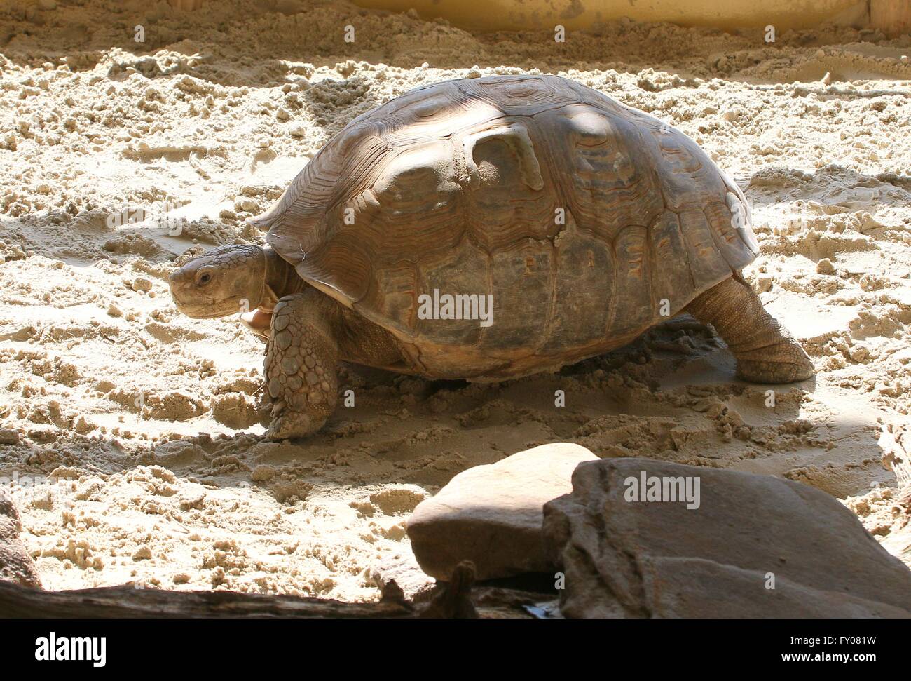 African Spurred Tortoise or Sulcata Tortoise (Geochelone sulcata ...