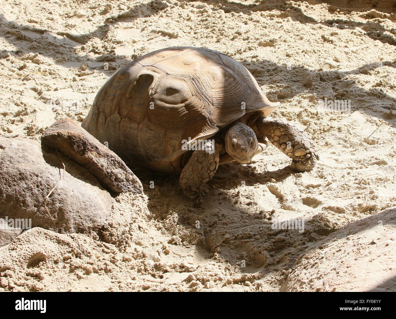 African Spurred Tortoise or Sulcata Tortoise (Geochelone sulcata ...