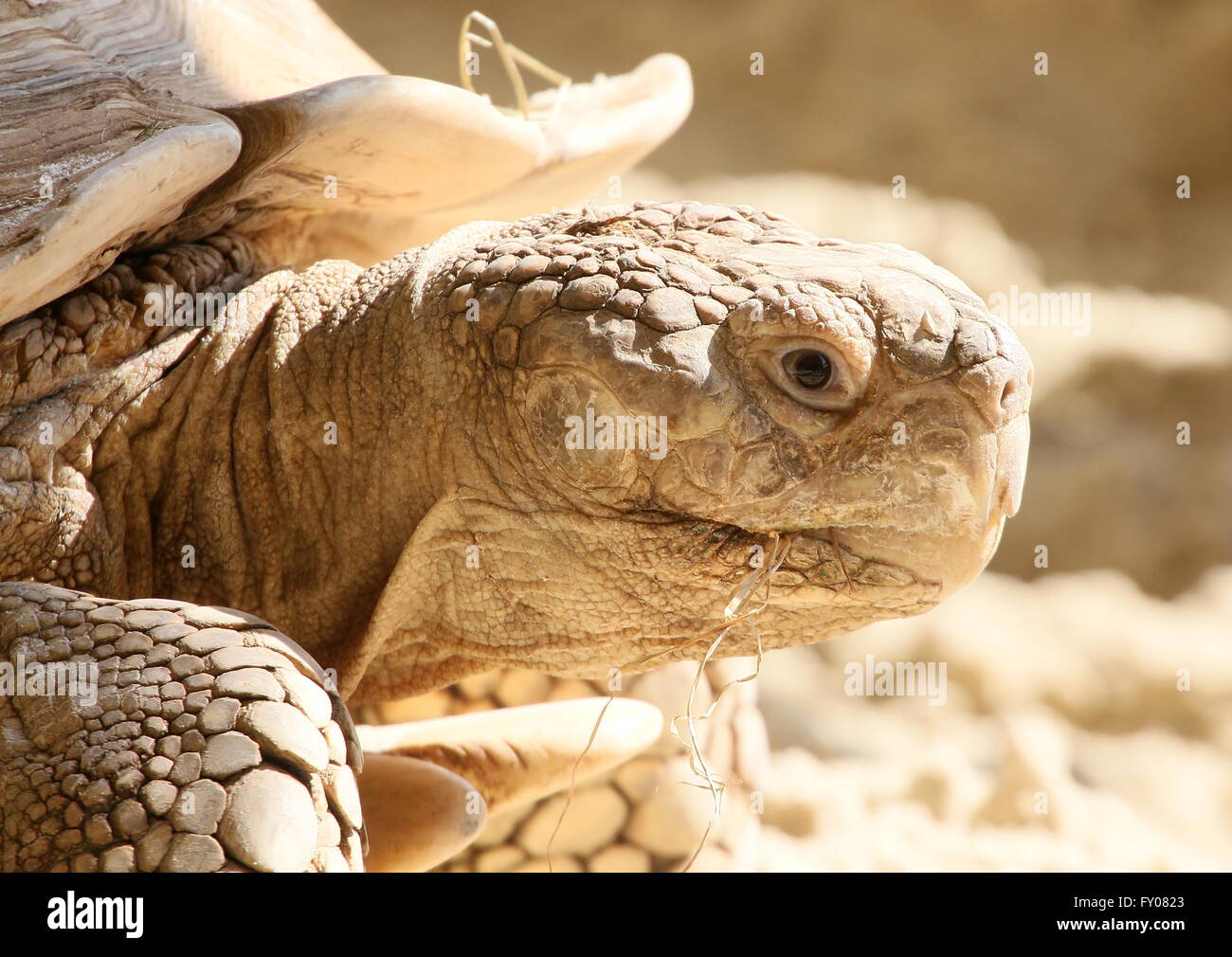Sulcata tortoises hi-res stock photography and images - Alamy