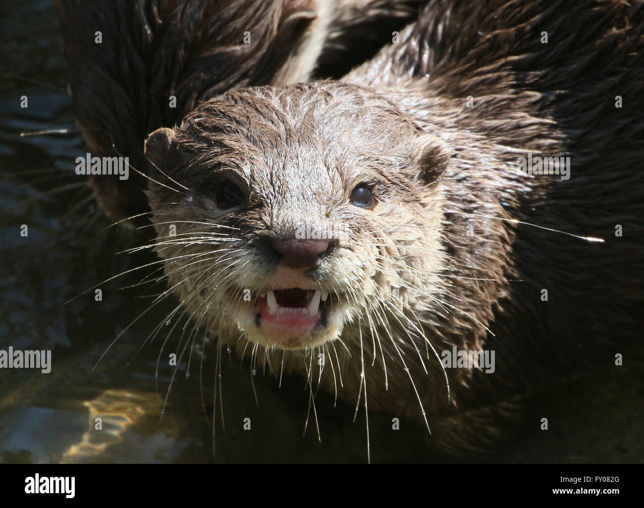 Close-up of a fierce Oriental or Asian small clawed otter (Aonyx ...