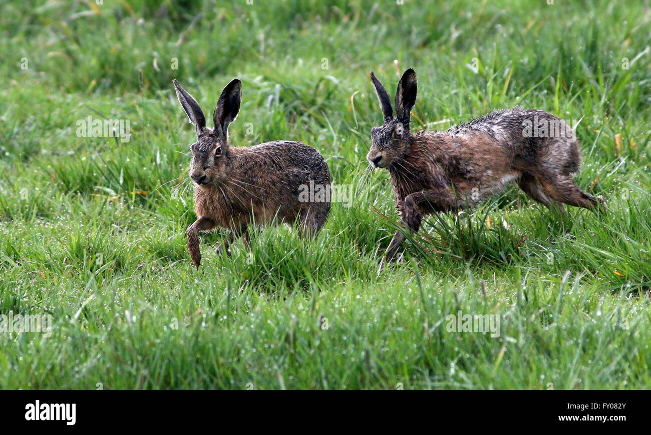 Hormone crazed male European brown Hare (Lepus europaeus) chasing a ...