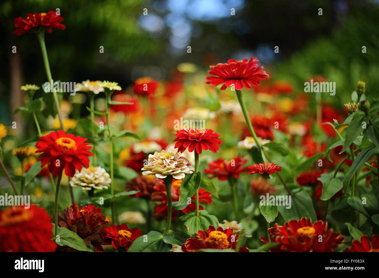 Red and white flower hi-res stock photography and images - Alamy