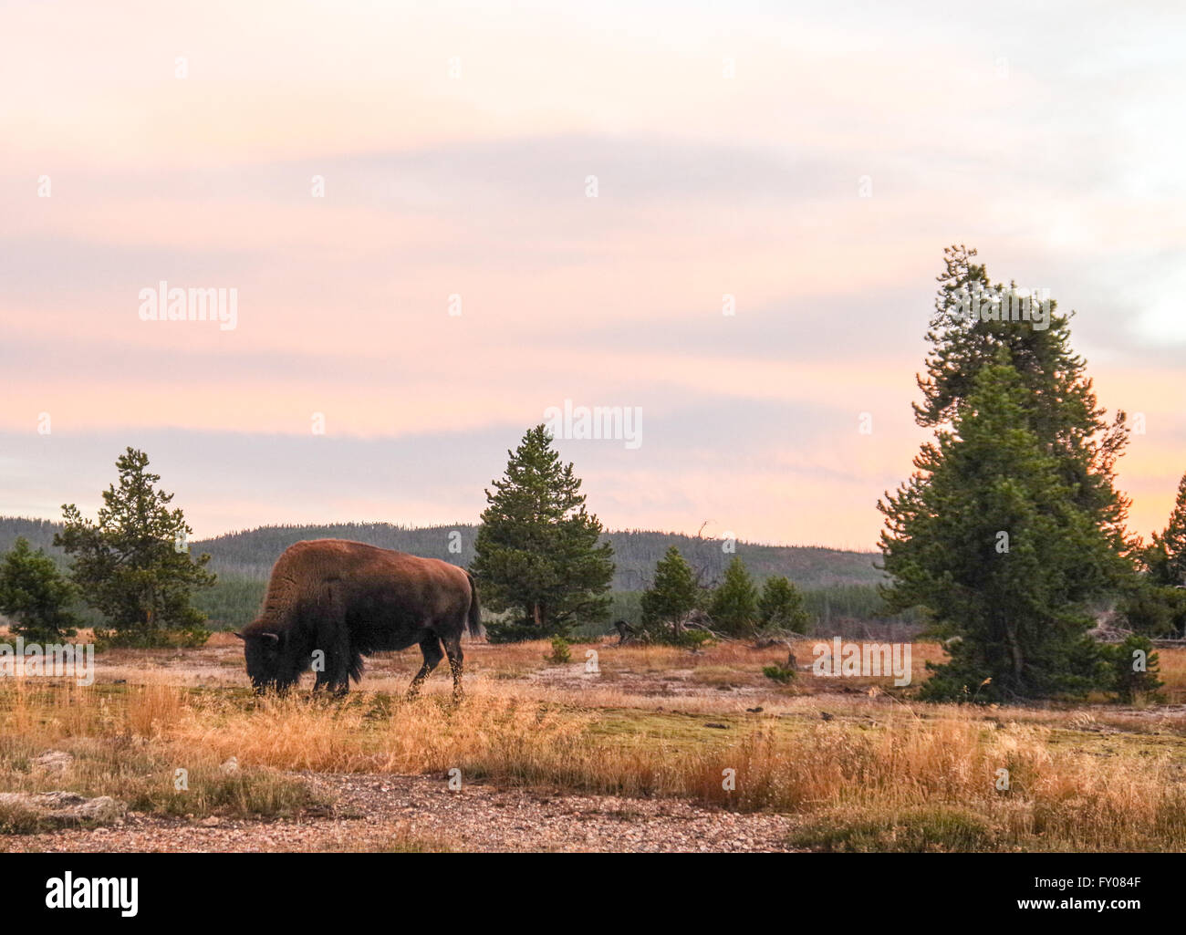 Sky bison hi-res stock photography and images - Alamy