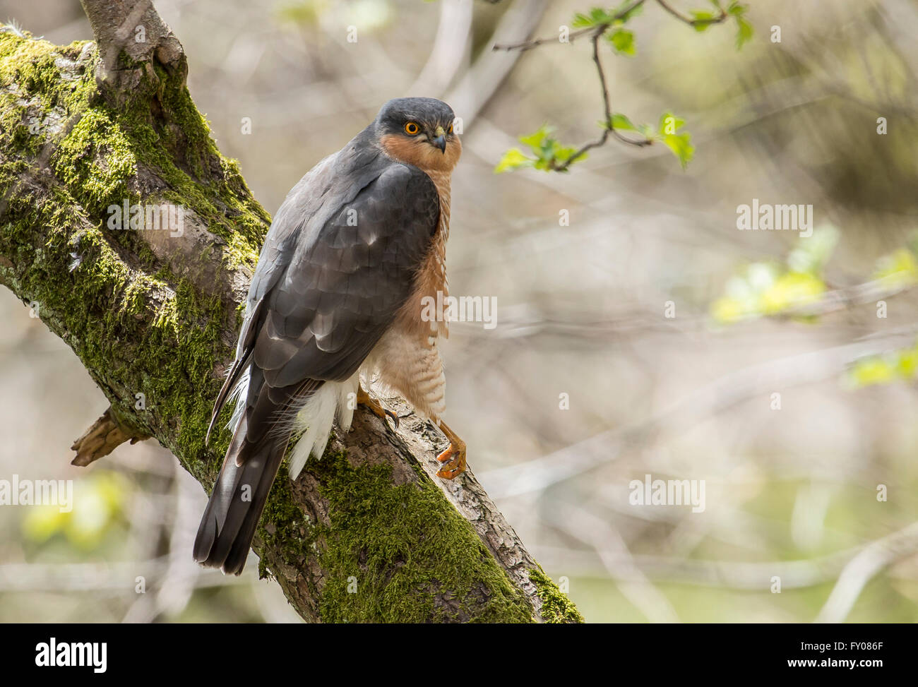 Male hawk hi-res stock photography and images - Alamy