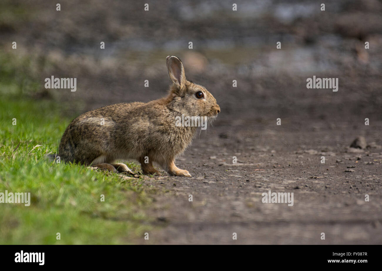 Common rabbit hi-res stock photography and images - Alamy