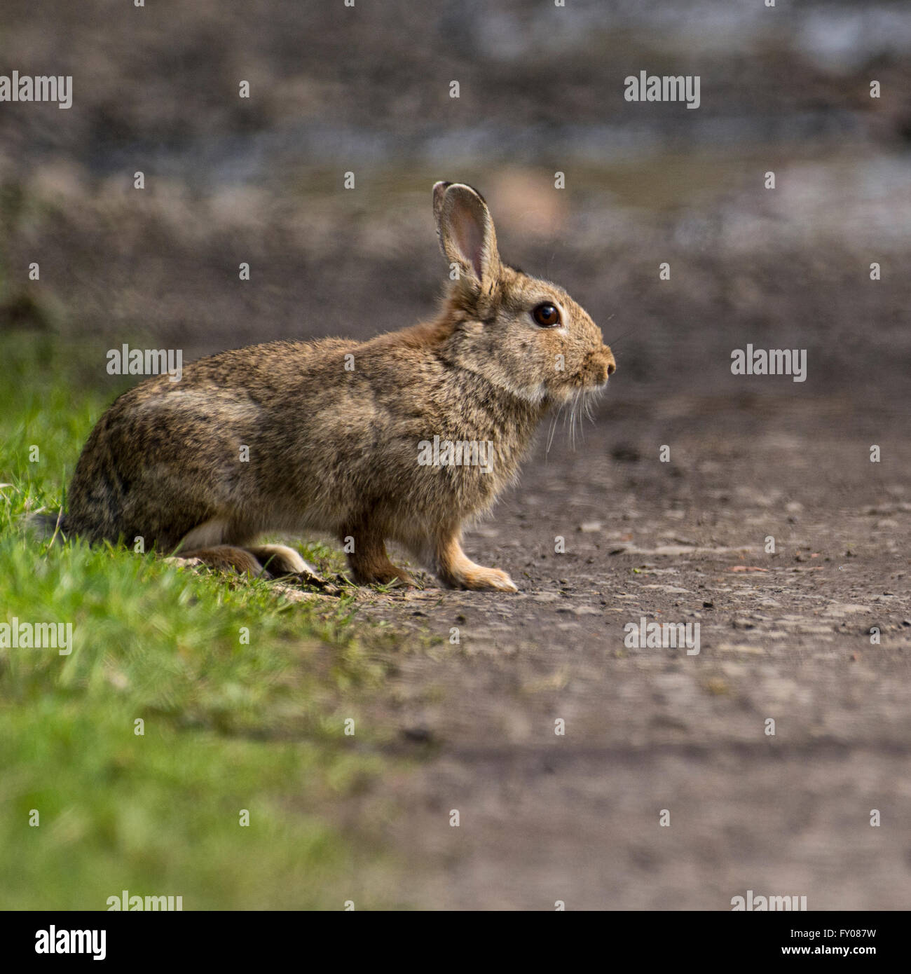 Common rabbit hi-res stock photography and images - Alamy