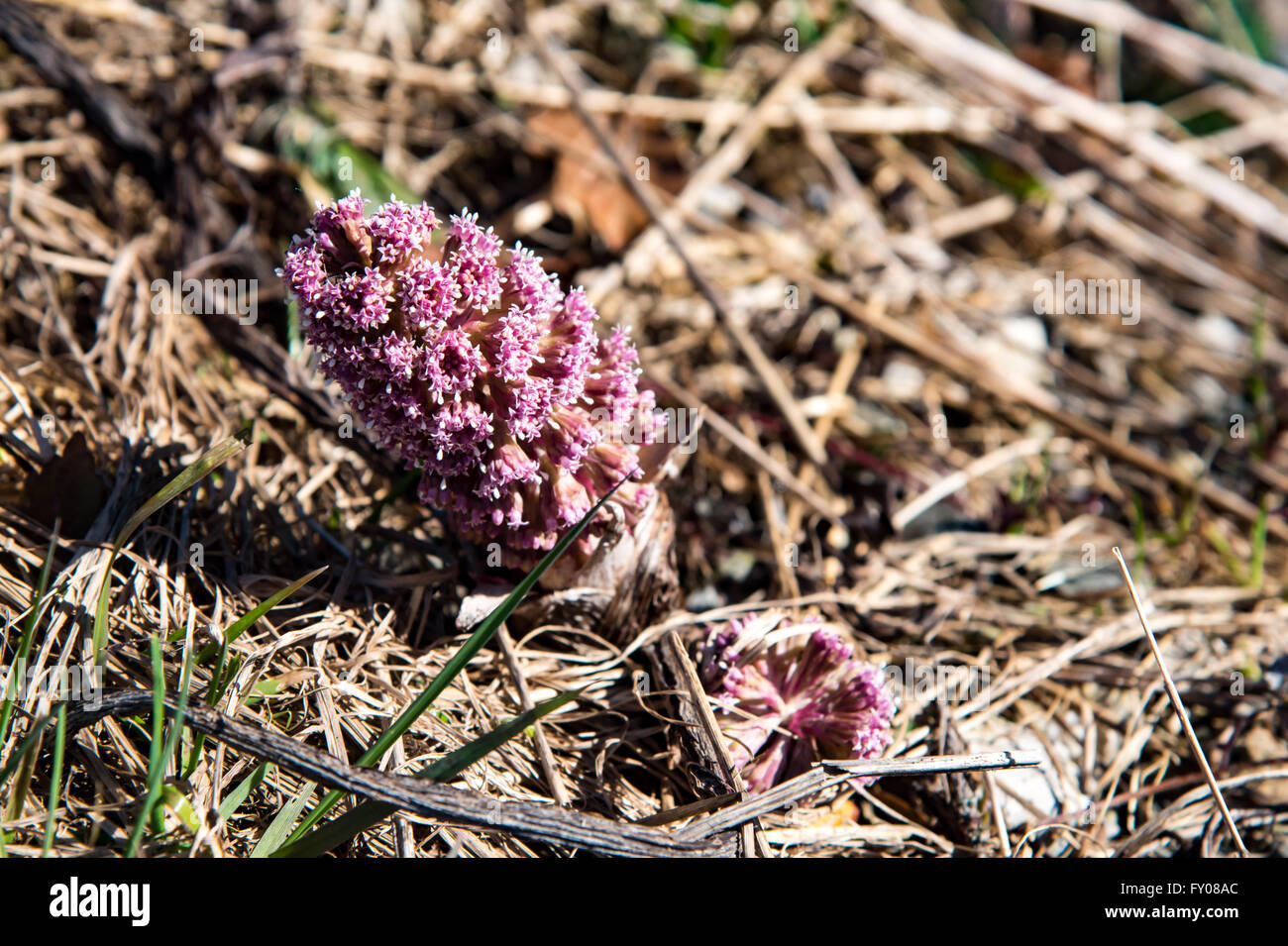 first spring flowers in Bavaria in Germany Stock Photo - Alamy