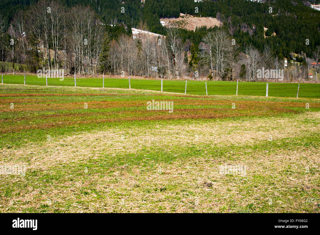 field of spring grass and mountain Stock Photo - Alamy