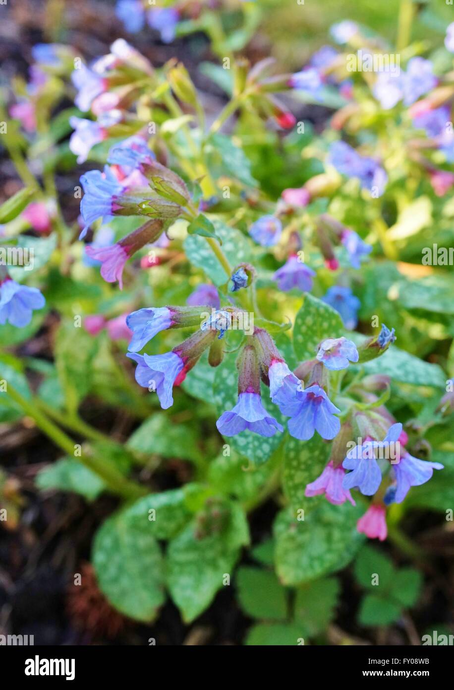 Pulmonaria (lungwort) purple flowers Stock Photo - Alamy