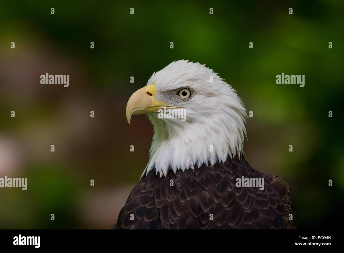 Bald Eagle Head Looking Left with horizontal framework Stock Photo - Alamy