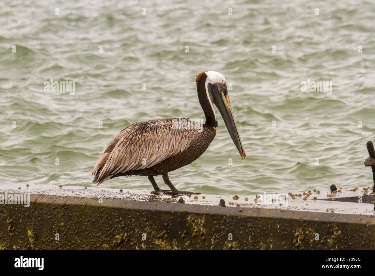 Pelican sitting hi-res stock photography and images - Alamy