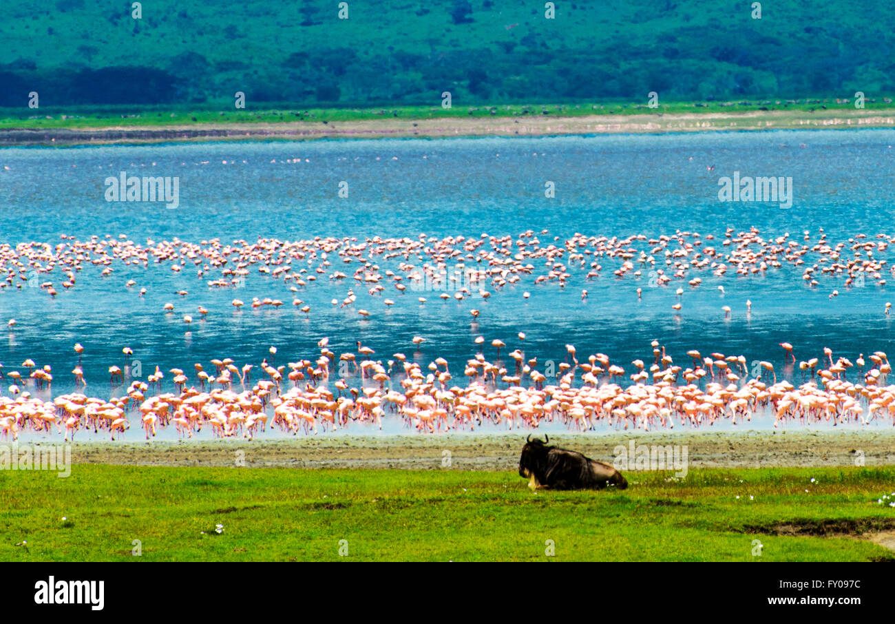A wilderbeest resting on the shore of lake Magadi in the Ngorongoro ...